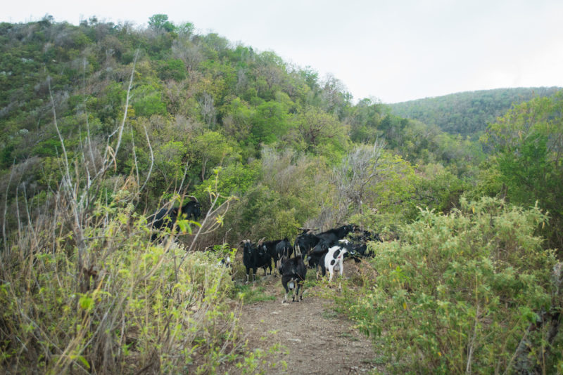 Hiking to Hams Bluff Lighthouse in St. Croix • Jetset Jansen