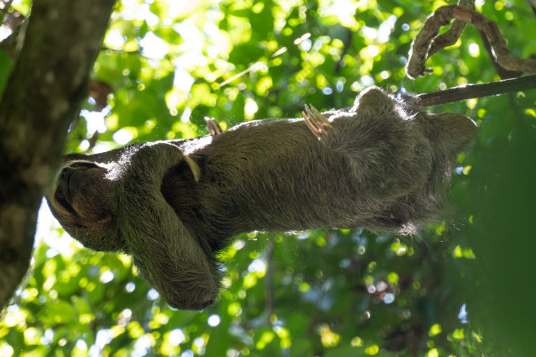 The Ultimate 10 Day Costa Rica Itinerary • Jetset Jansen