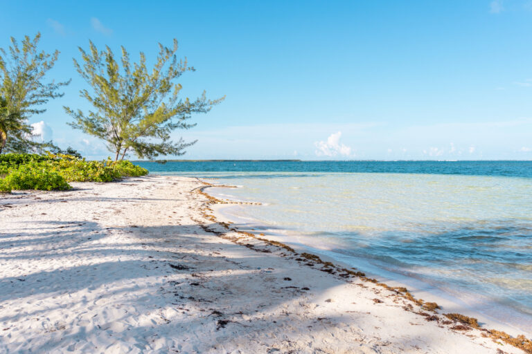 Starfish Point Grand Cayman: The Best Place to See Starfish