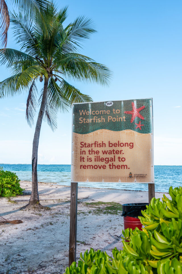 Starfish Point Grand Cayman: The Best Place to See Starfish