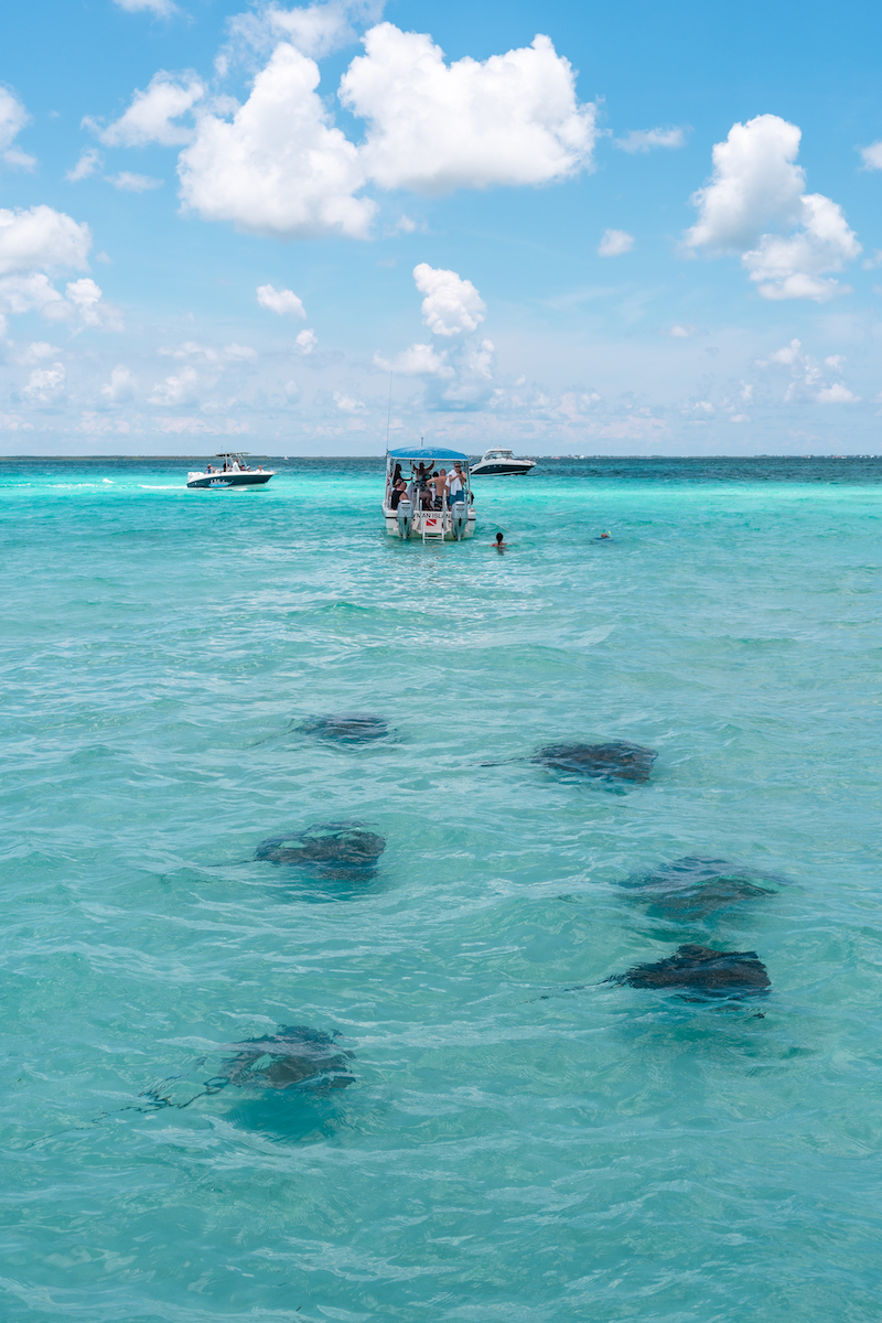 Stingray City Grand Cayman: Go Swimming with Stingrays! • Jetset Jansen